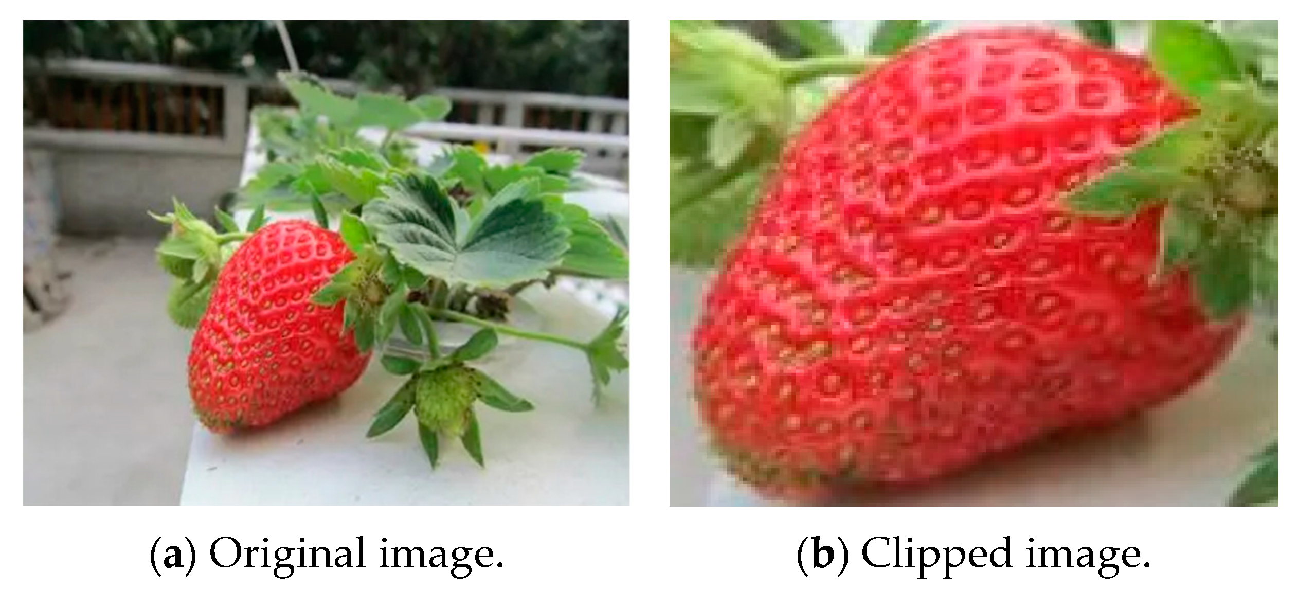 Research on the Strawberry Recognition Algorithm Based on Deep Learning