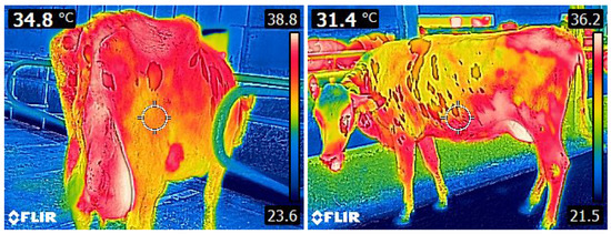 Predicting the Rectal Temperature of Dairy Cows Using Infrared Thermography and Multimodal ...