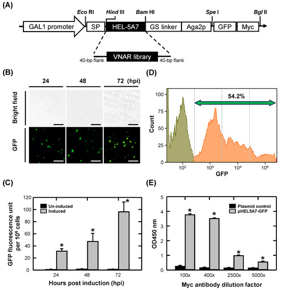 Yeast Surface Dual Display Platform for Rapid Discovery of Shark VNAR ...