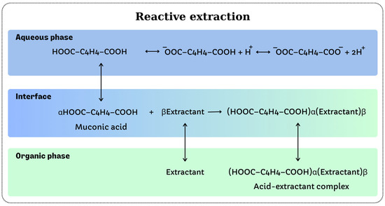 Recent Advances in Muconic Acid Extraction Process