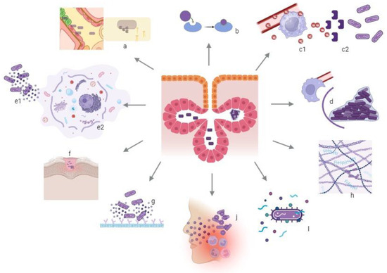 Cutibacterium acnes Dysbiosis: Alternative Therapeutics for Clinical ...