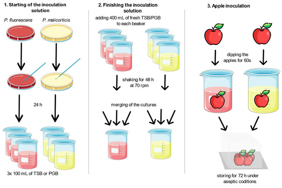 Reducing Storage Losses of Organic Apples by Plasma Processed Air (PPA)