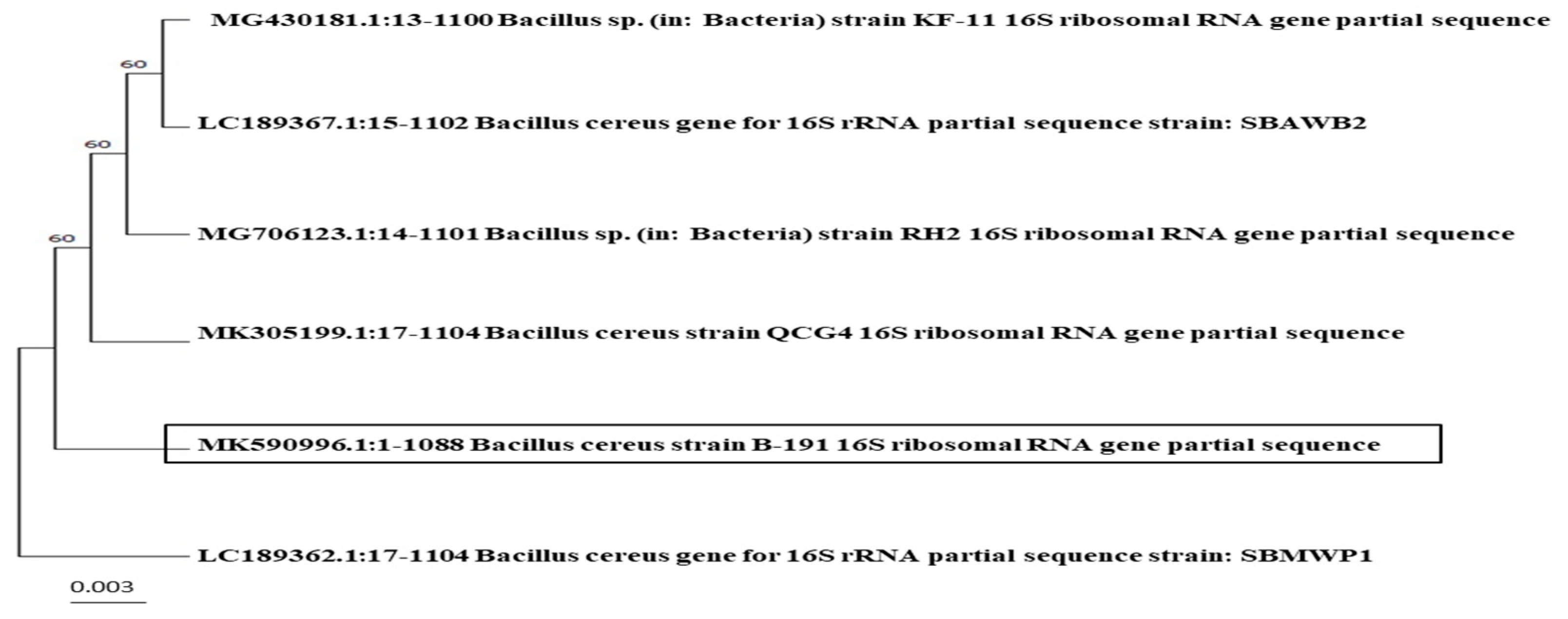 Identification of Previously Unrecorded Bacills, Serratia, and Mucor ...