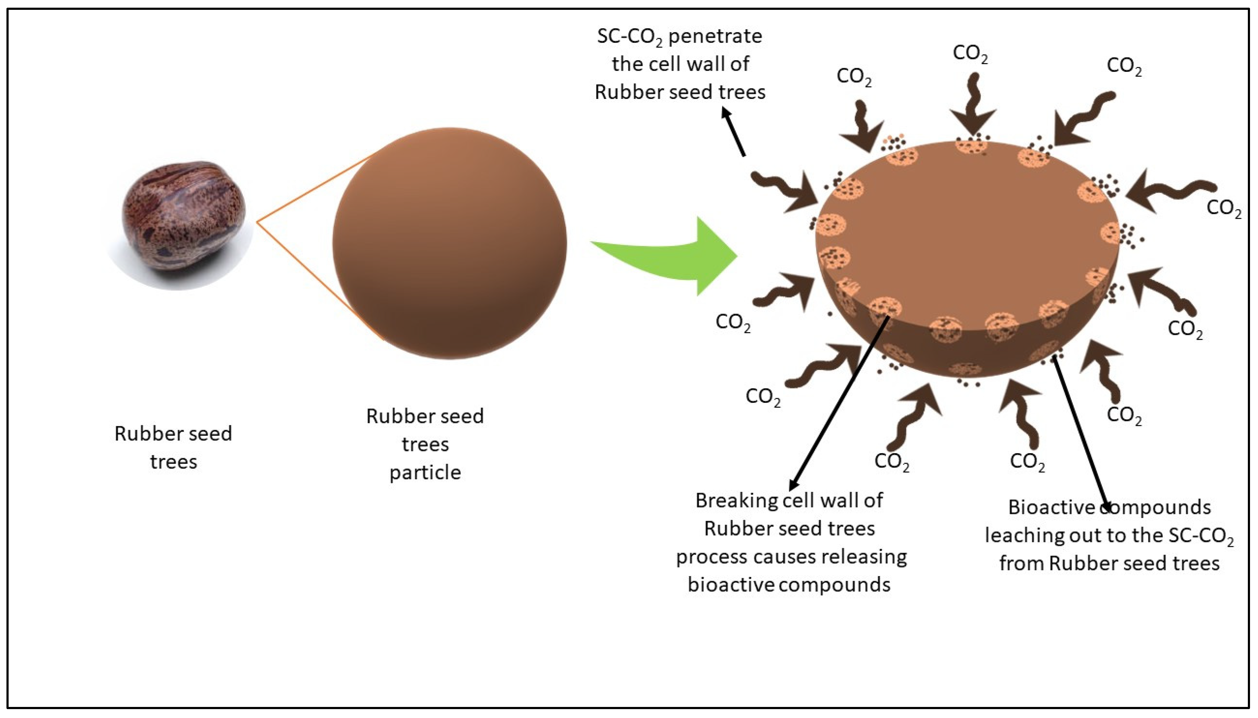 Green Extraction of Valuable Compounds from Rubber Seed Trees: A Path ...