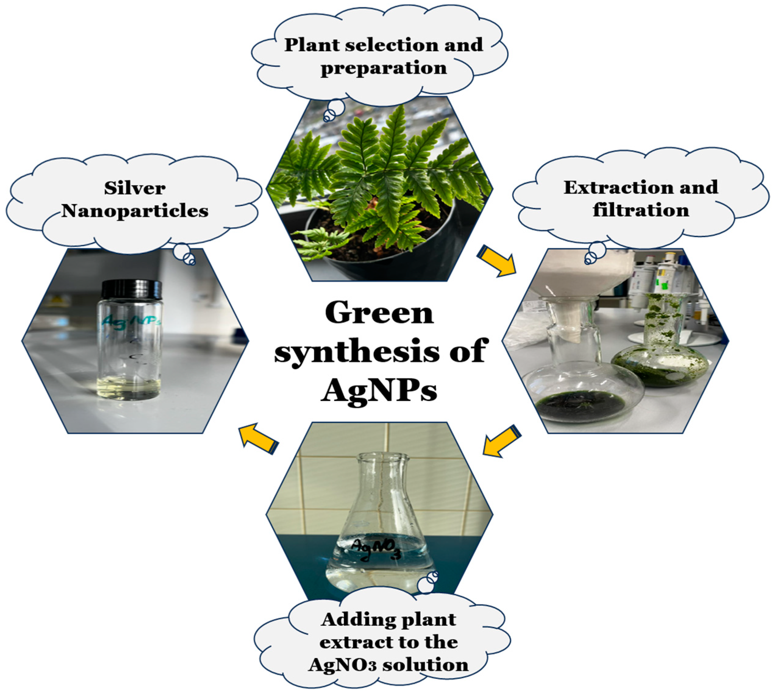 Antifungal Activity against Human and Plant Mycopathogens, and Green ...