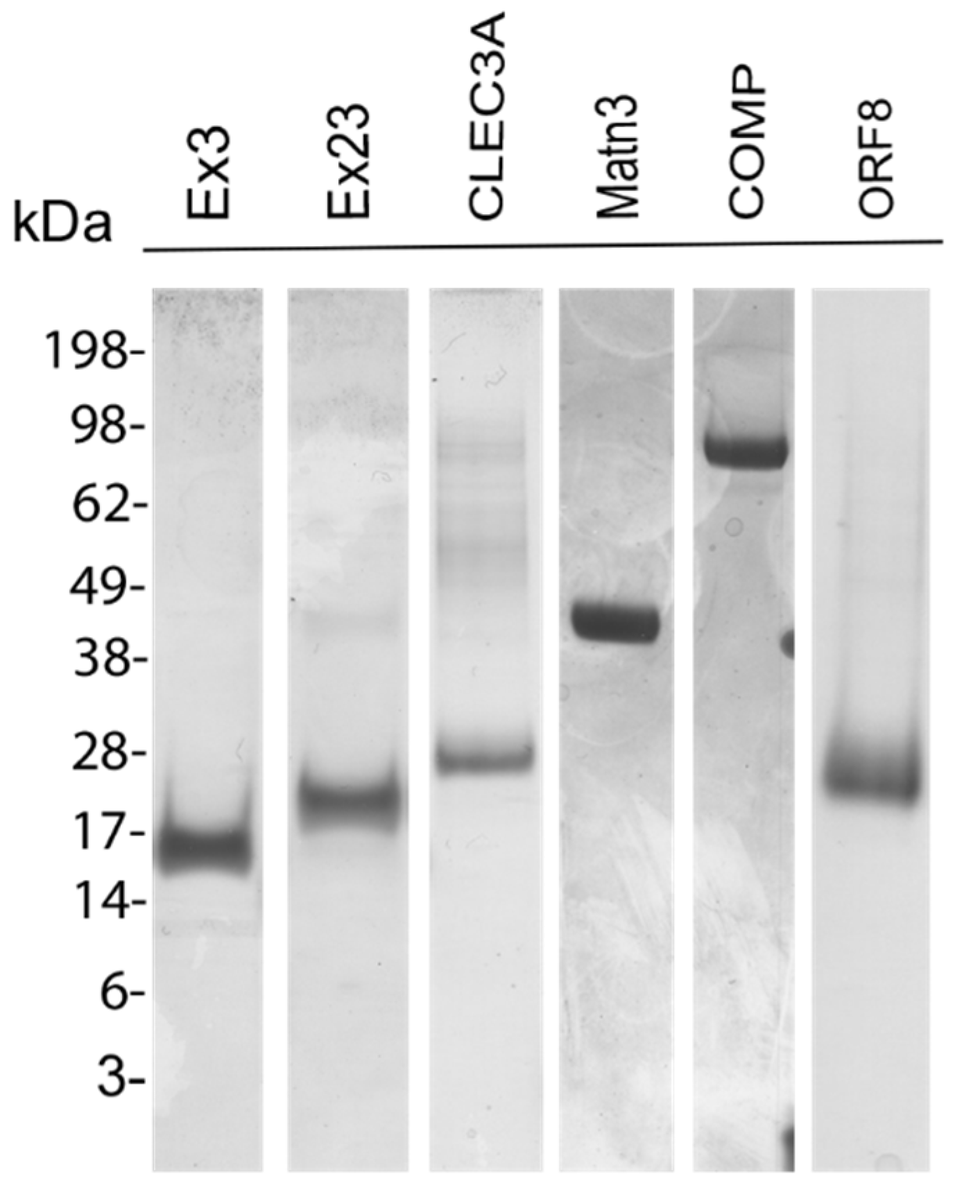 Antimicrobial Activity of Human C-Type Lectin Domain Family 3 Member A ...