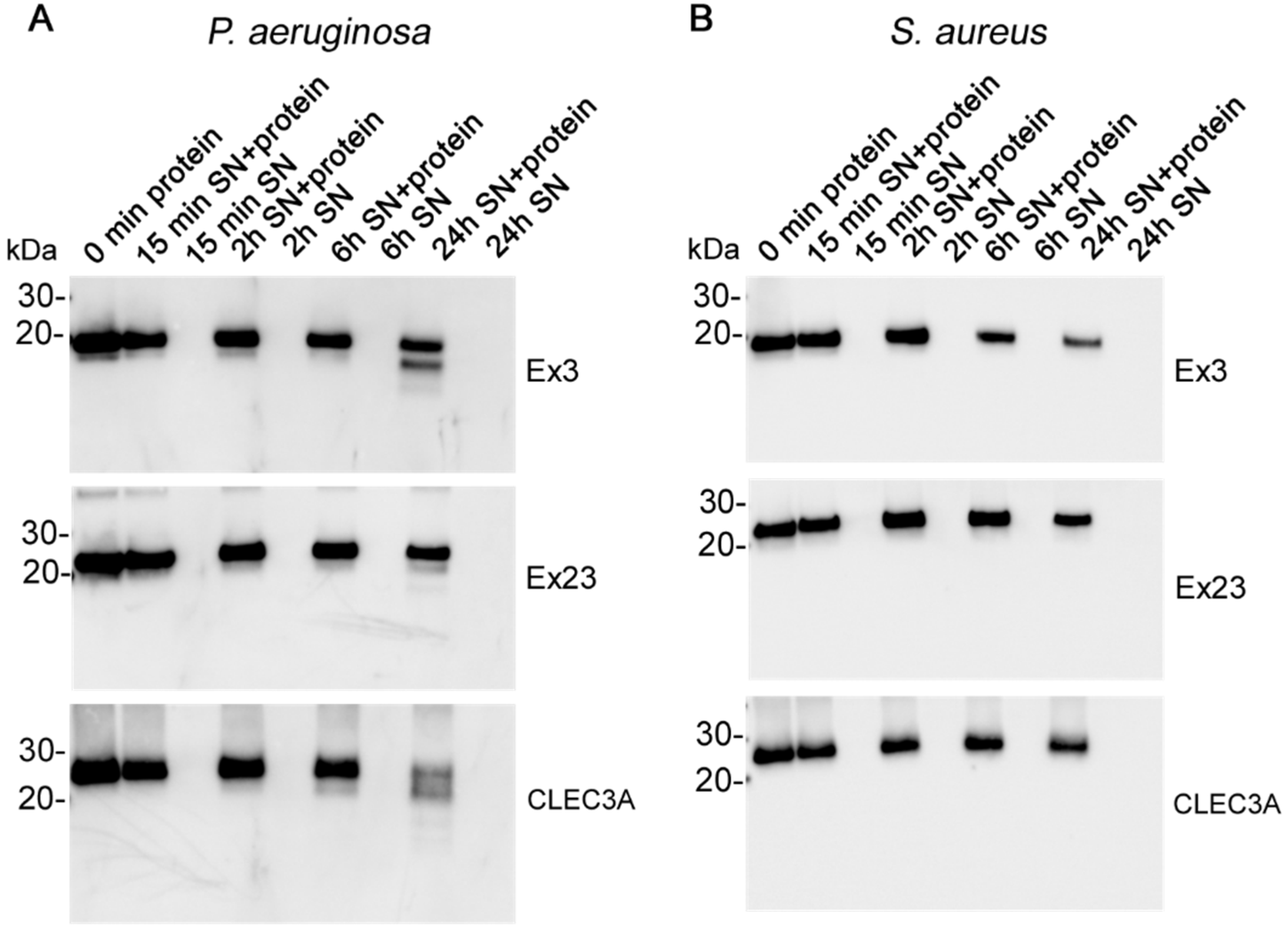 Antimicrobial Activity of Human C-Type Lectin Domain Family 3 Member A ...