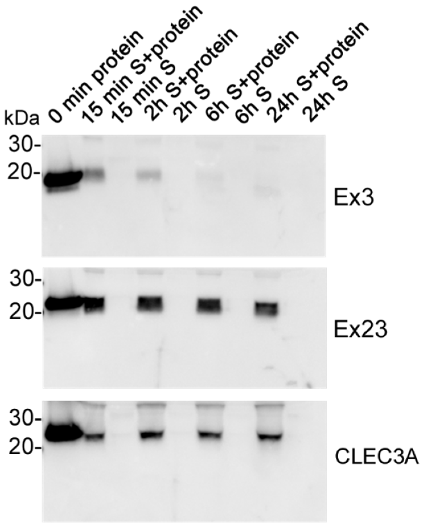 Antimicrobial Activity of Human C-Type Lectin Domain Family 3 Member A ...