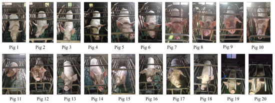 A Lightweight Pig Face Recognition Method Based on Automatic Detection and Knowledge Distillation