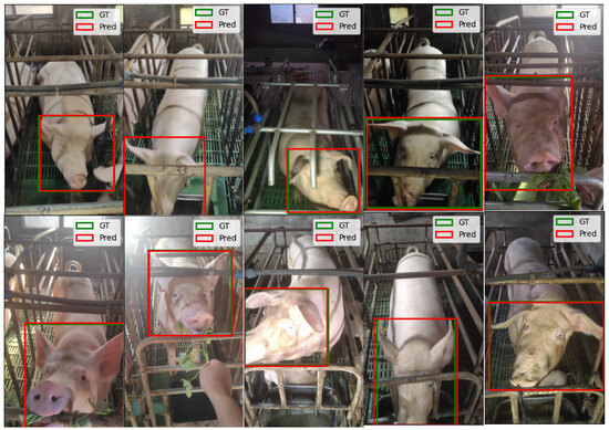 A Lightweight Pig Face Recognition Method Based on Automatic Detection and Knowledge Distillation