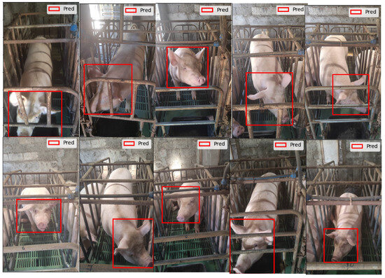 A Lightweight Pig Face Recognition Method Based on Automatic Detection and Knowledge Distillation