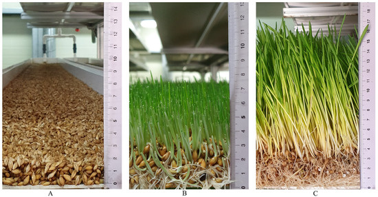 Applied Sciences | Free Full-Text | Effects of Sprouted Barley with Different Cultivation Stages ...