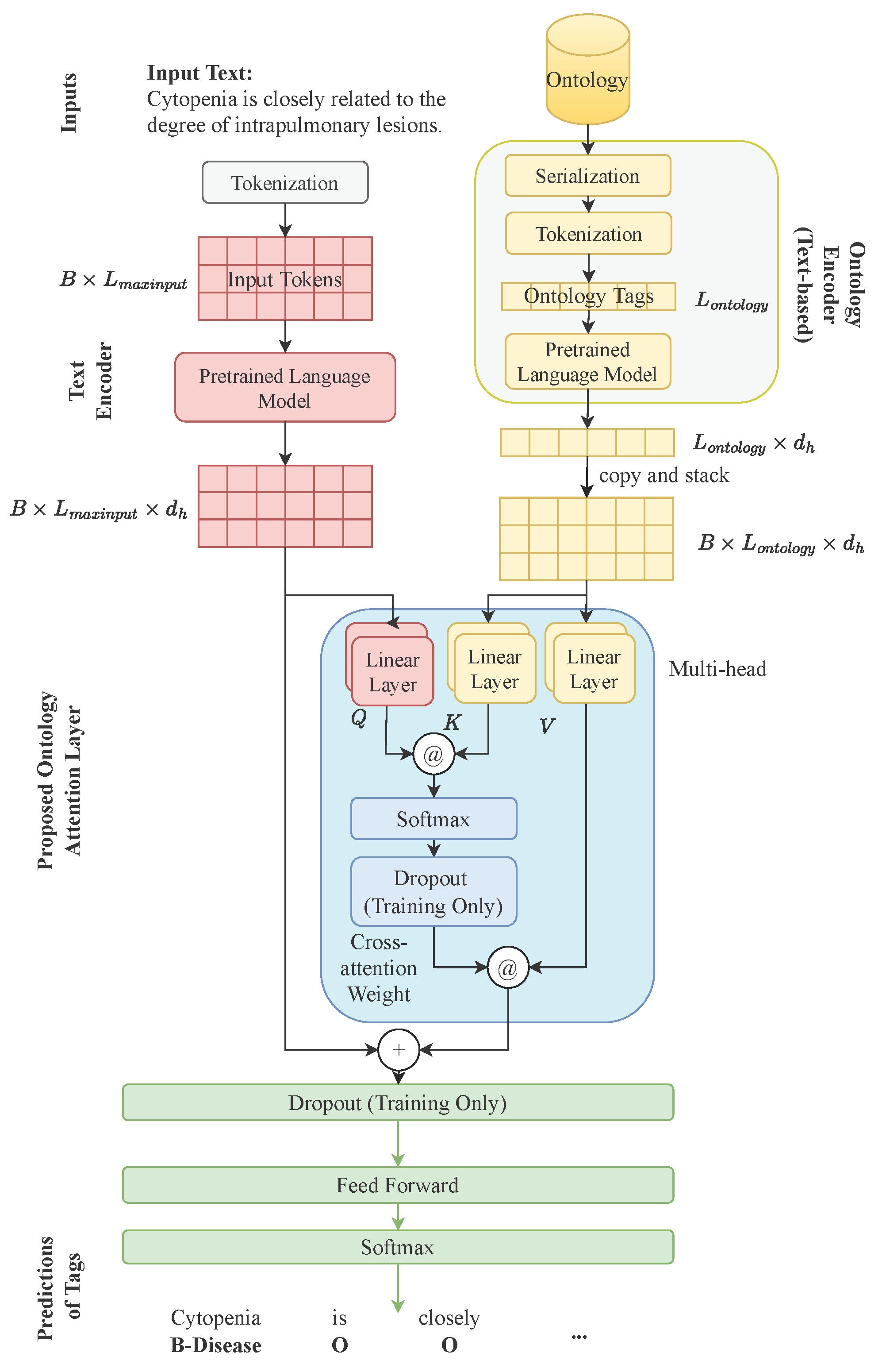 Ontology Attention Layer for Medical Named Entity Recognition