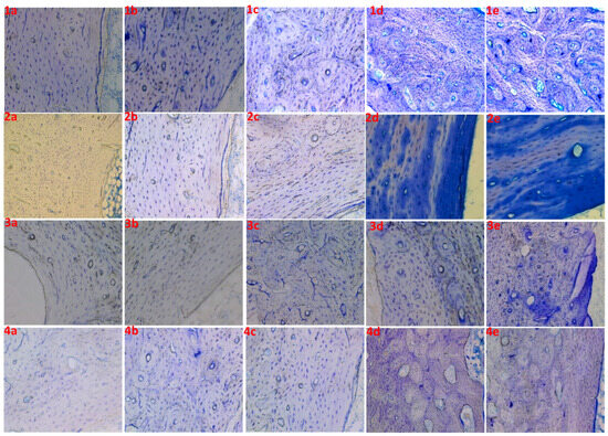 A Modified Protocol for Staining of Undecalcified Bone Samples Using ...