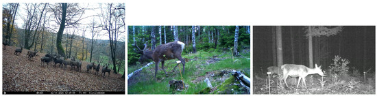 Action Detection for Wildlife Monitoring with Camera Traps Based on ...