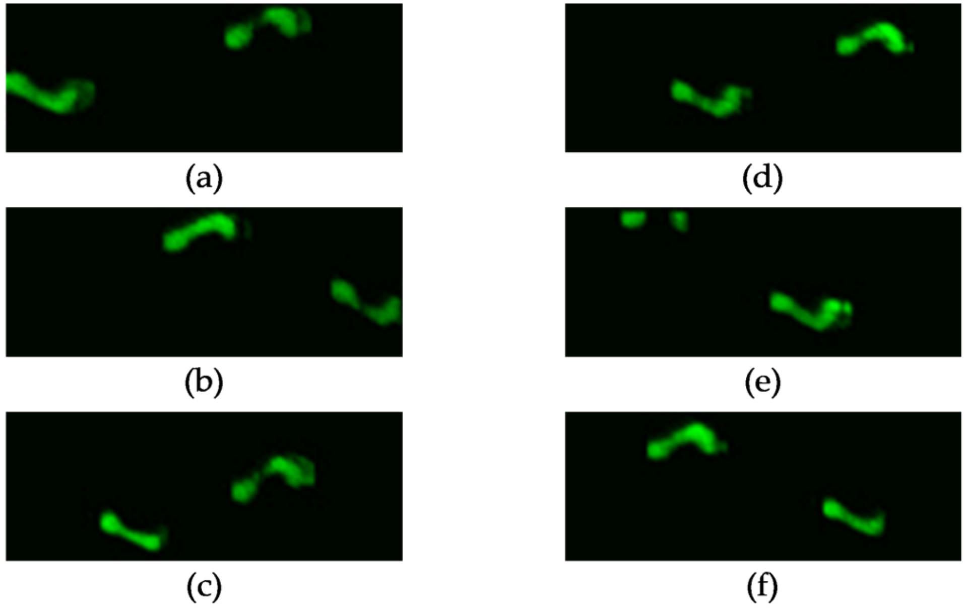Pathological Gait Classification Using Early and Late Fusion of Foot ...