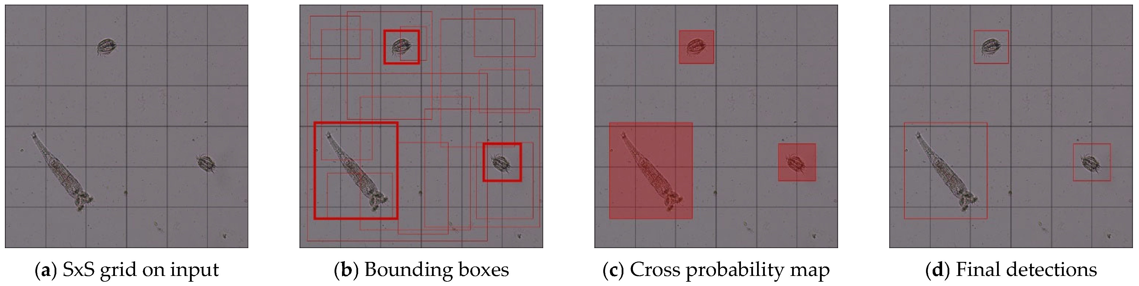 Real Time Protozoa Detection From Microscopic Imaging Using Yolov4 Algorithm