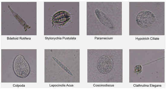 Real-Time Protozoa Detection from Microscopic Imaging Using YOLOv4 ...