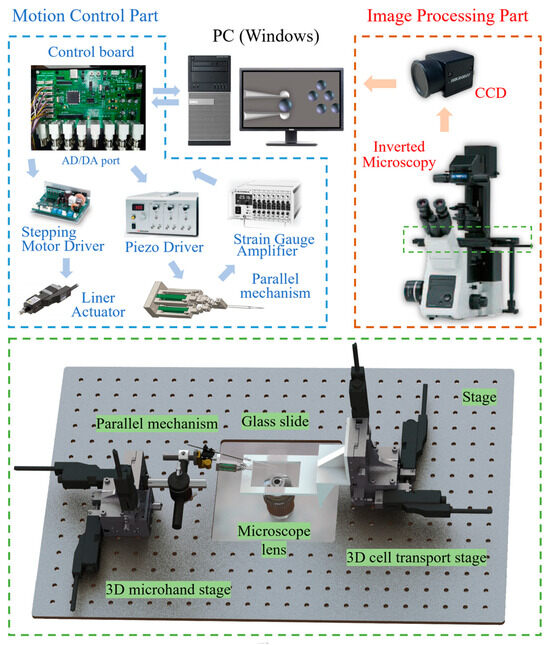 High-Speed Cell Assembly with Piezo-Driven Two-Finger Microhand