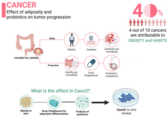 Exploring the Potential Protective Effect of Probiotics in Obesity ...