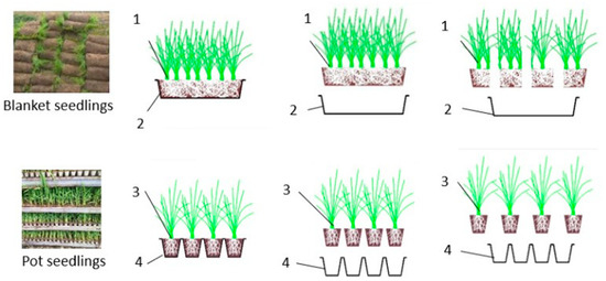 Design and Development of Rice Pot-Seedling Transplanting Machinery ...