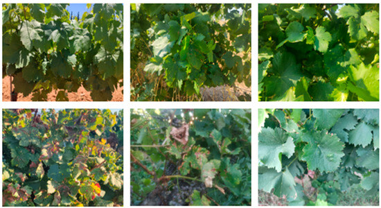 An IoT Transfer Learning-Based Service for the Health Status Monitoring ...