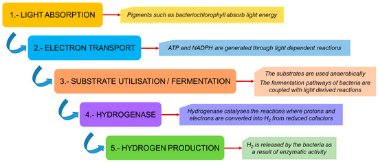 Photo-Fermentative Bacteria Used for Hydrogen Production