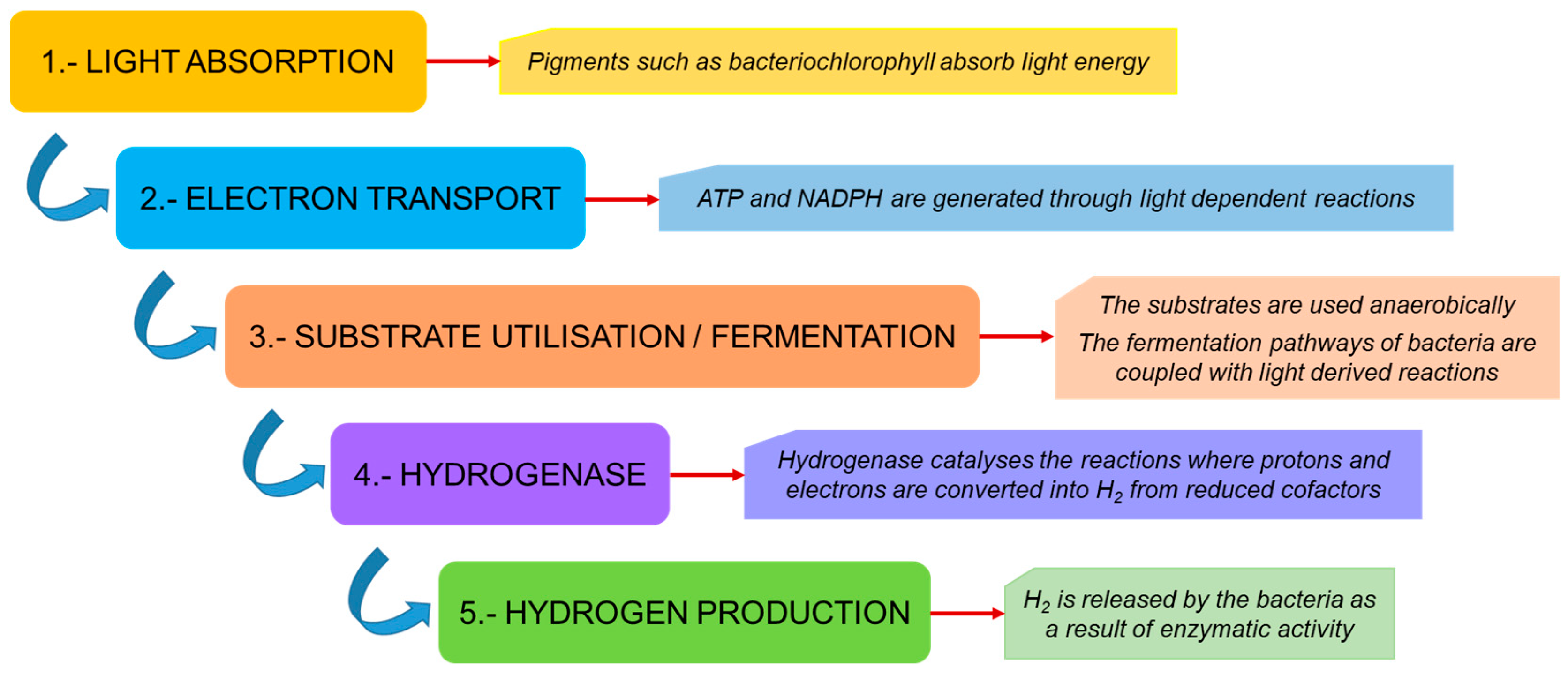 Photo-Fermentative Bacteria Used for Hydrogen Production