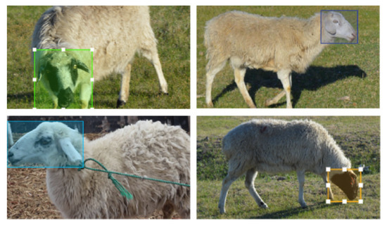 Applied Sciences | Free Full-Text | SqueezeNet: An Improved Lightweight Neural Network for Sheep ...