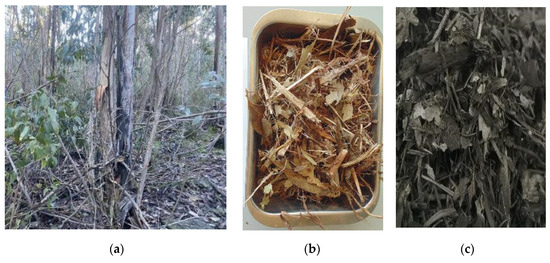 Comparison of Waste Biomass from Pine, Eucalyptus, and Acacia and the ...