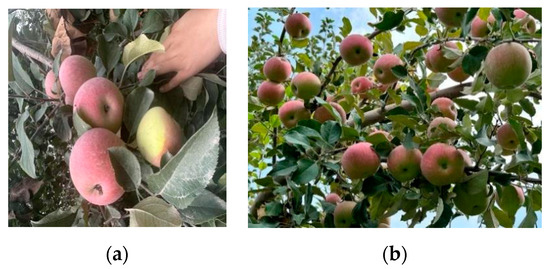 Lightweight Non-Destructive Detection of Diseased Apples Based on Structural Re-Parameterization ...
