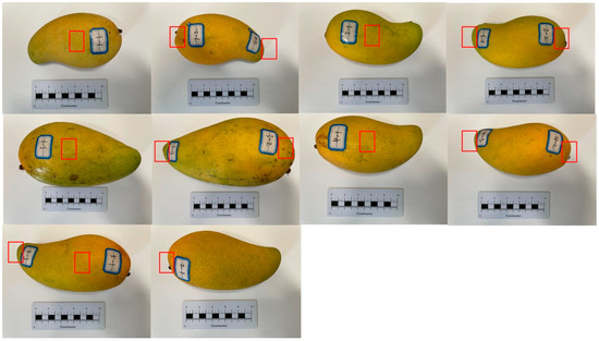 Neural Network-Based Analysis and Its Application to Spectroscopy for Mango