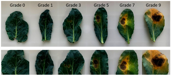 Applied Sciences | Free Full-Text | Identification of Black Spot ...