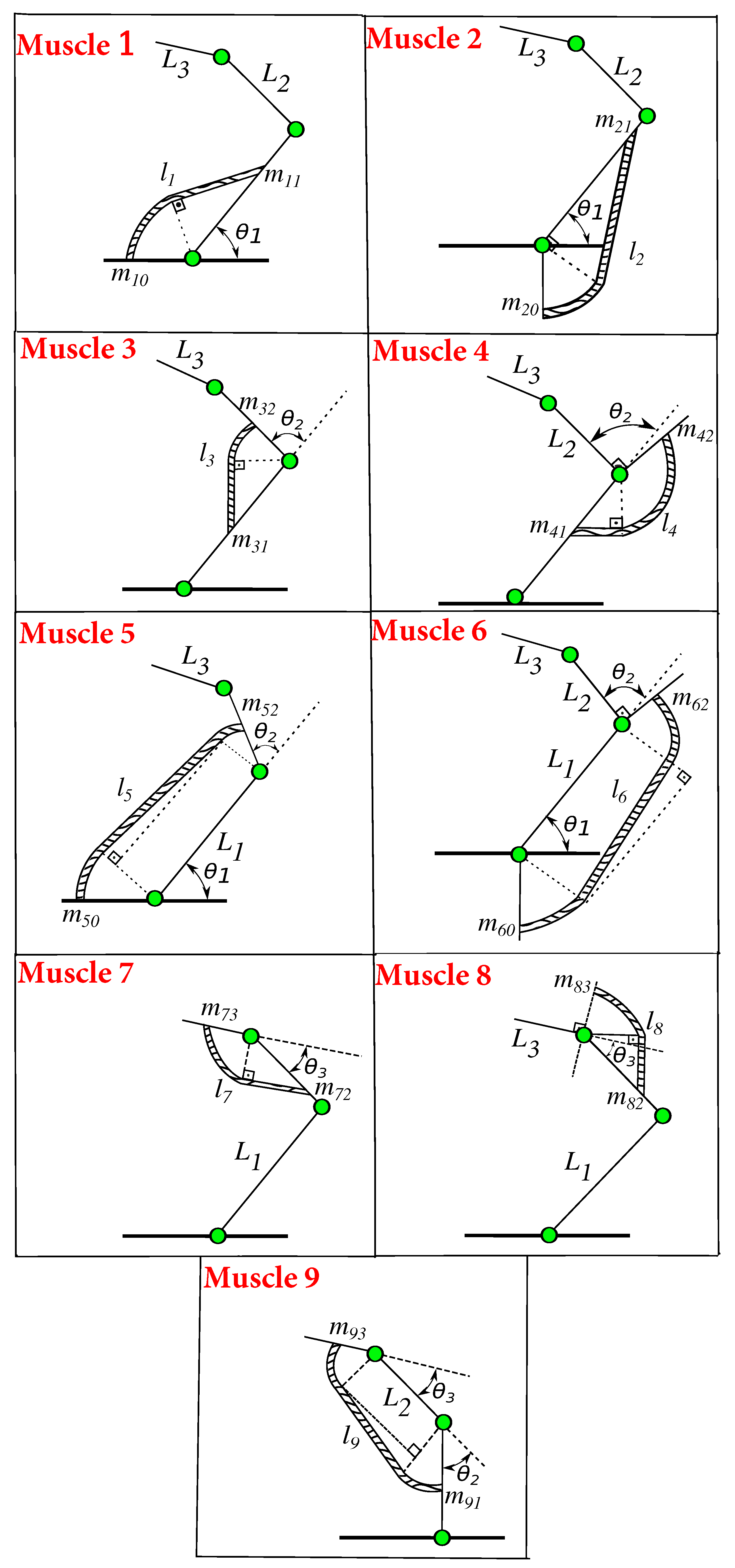 Sensorimotor Control Using Adaptive Neuro-Fuzzy Inference for Human-Like Arm Movement
