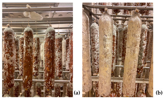 Influence of Different Starter Cultures on Physical–Chemical ...