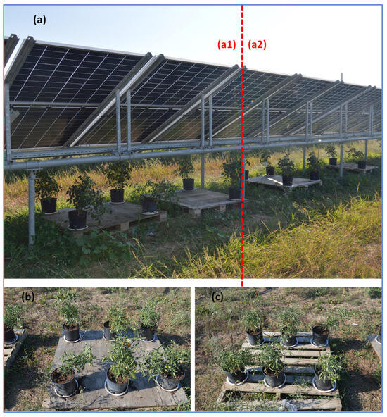 Effects of the Agrivoltaic System on Crop Production: The Case of ...
