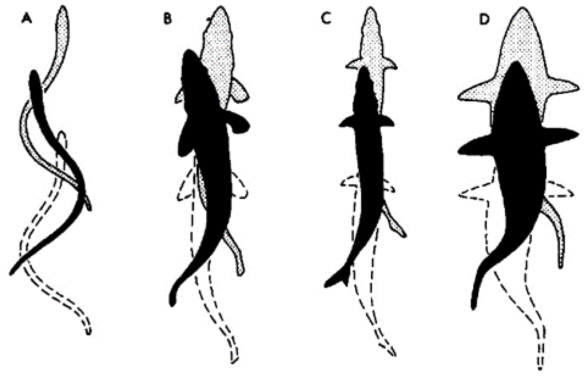 Study on Oscillatory and Undulatory Motion of Robotic Fish