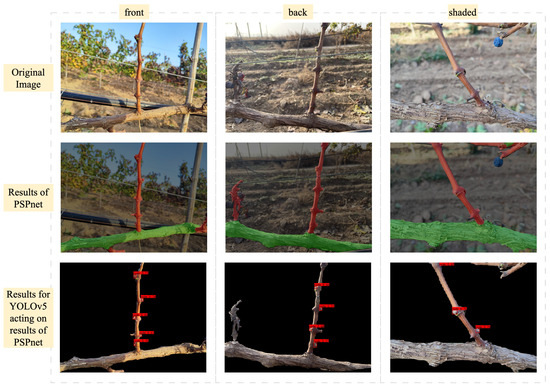 Applied Sciences | Free Full-Text | Grapevine Branch Recognition and ...