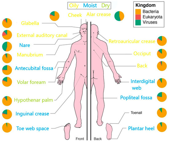 Role of Nutribiotics in Skin Care