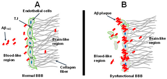 Effects of Amyloid Beta (Aβ) Oligomers on Blood–Brain Barrier Using a ...