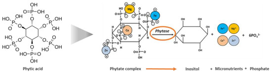 Nutritional Analysis of Plant-Based Meat: Current Advances and Future ...