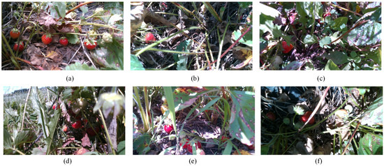 A Novel Deep Learning Method for Detecting Strawberry Fruit