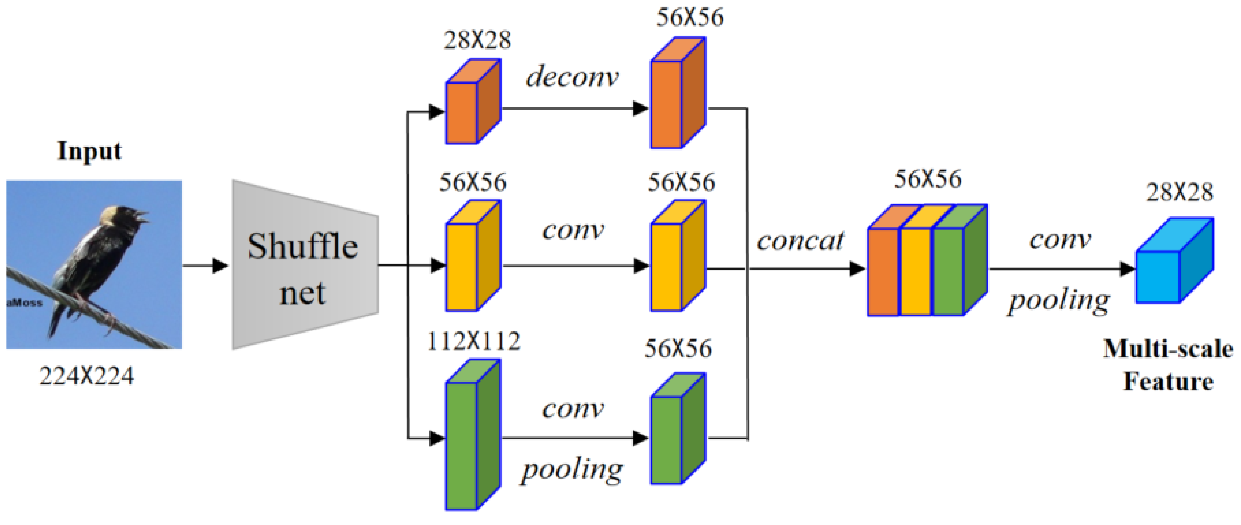 Automatic Bird Species Recognition from Images with Feature Enhancement and Contrastive Learning