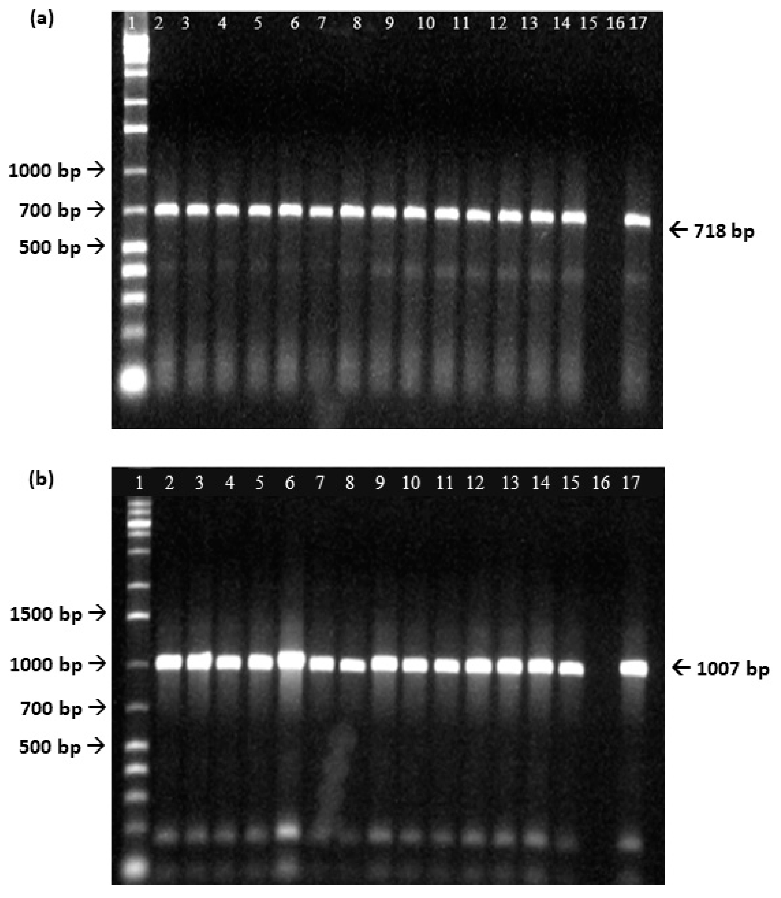 Molecular Characterization Of Isolates Of The Banana Bunchy Top Virus Bbtv From The District