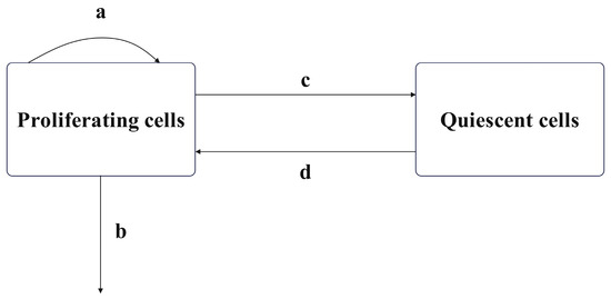 Chemotherapy Regimen Optimization Using a Two-Archive Multi-Objective Squirrel Search Algorithm