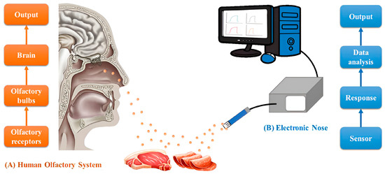 Applied Sciences | Free Full-Text | Advancements and Prospects of Electronic Nose in Various ...