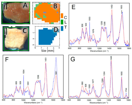 Design of a Dispersive 1064 nm Fiber Probe Raman Imaging Spectrometer ...