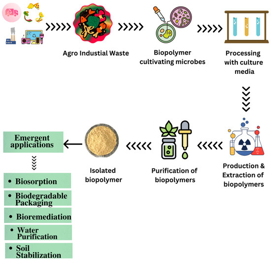 Microbial Biopolymers: From Production to Environmental Applications—A Review