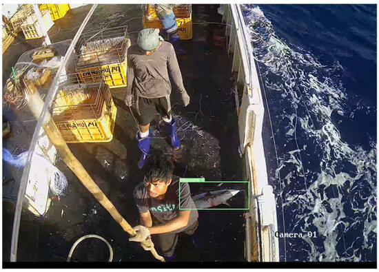 Applied Sciences | Free Full-Text | Enhanced Tuna Detection and Automated Counting Method ...