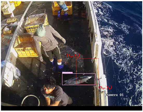 Applied Sciences | Free Full-Text | Enhanced Tuna Detection and Automated Counting Method ...